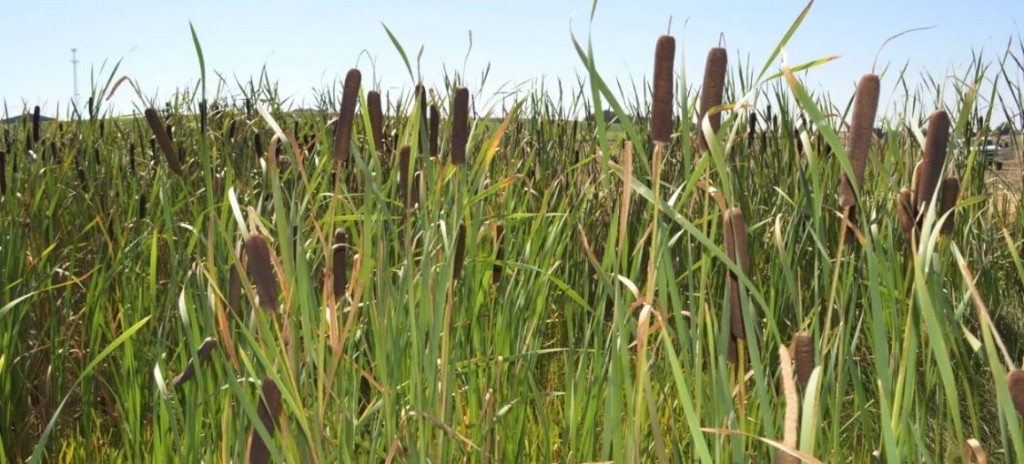 [VIDEO] Cattails - The Unsung Superfood