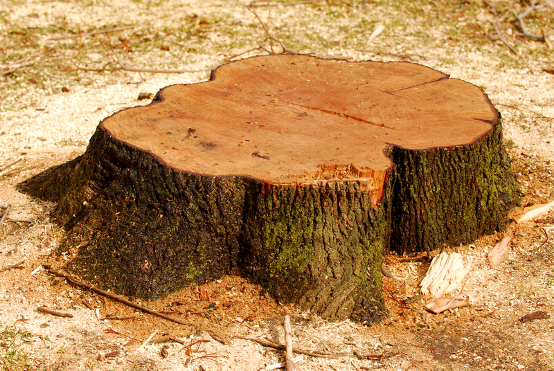 Need To Remove A Tree Stump Here s An Incredible Formula To Get It Done Die Hard Survivor